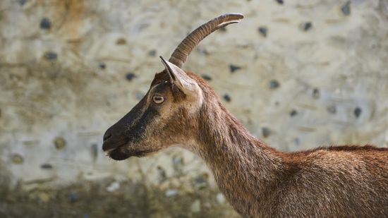 Krikri Endangered Endemic Cretan Wild Goat Editorial Stock Photo ...