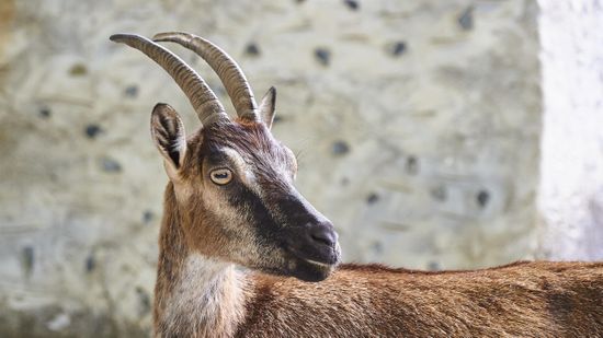 Krikri Endangered Endemic Cretan Wild Goat Editorial Stock Photo ...