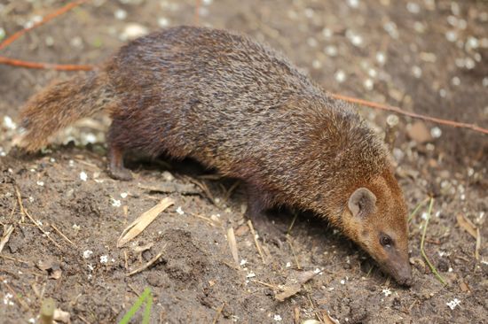 Common Kusimanse Crossarchus Obscurus Adult Captive Editorial Stock ...