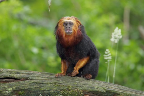 Goldenheaded Callitrichidae Lion Monkey Adult Goldenheaded Editorial ...