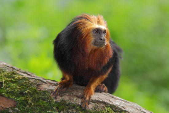 Goldenheaded Callitrichidae Lion Monkey Portrait Adult Editorial Stock ...