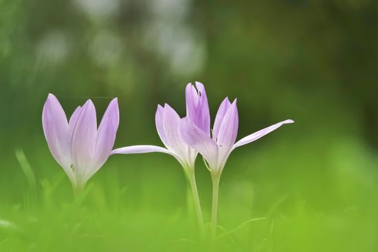 Autumn Crocus Colchium Speciosum September Saxony Editorial Stock Photo ...