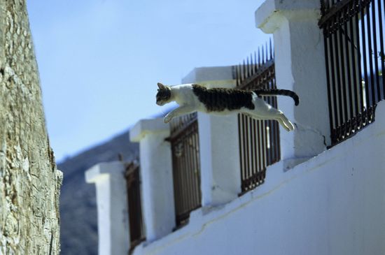 Domestic Cat Symi Greece Editorial Stock Photo - Stock Image | Shutterstock