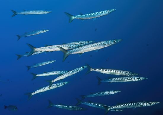 Small School European Barracuda Sphyraena Sphyraena Editorial Stock ...