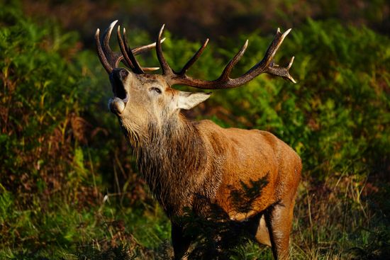 Red Deer Stag Bellows Bushy Park Editorial Stock Photo - Stock Image ...