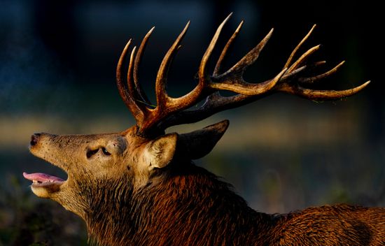 Red Deer Stag Bellows Bushy Park Editorial Stock Photo - Stock Image ...