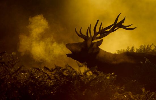 Red Deer Stag Bellows Bushy Park Editorial Stock Photo - Stock Image ...