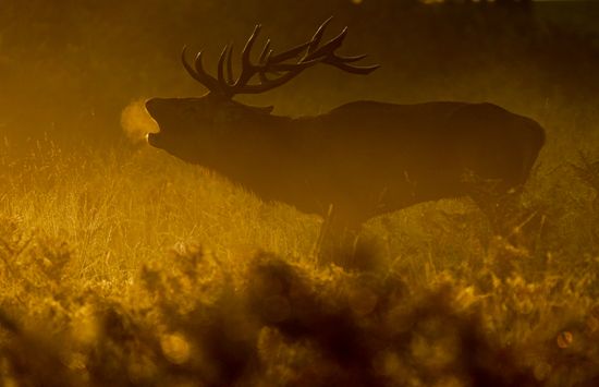 Red Deer Stag Bellows Sunrise Bushy Editorial Stock Photo - Stock Image ...