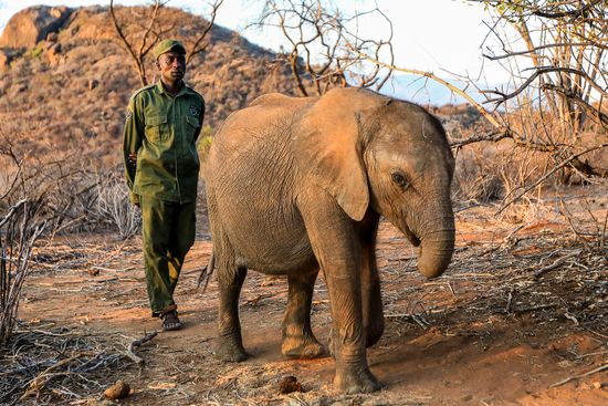 Elephant Keeper L Escorts Rescued Elephant Editorial Stock Photo