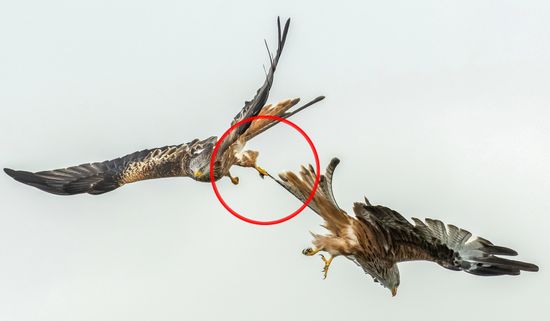 Two Red Kites Lock Talons During Editorial Stock Photo - Stock Image ...