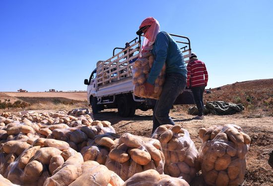 Farmers Harvest Potatoes Rugged Alqalamoun Region Editorial Stock Photo ...