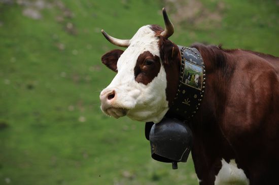 Each Year End May Cows Leave Editorial Stock Photo - Stock Image ...