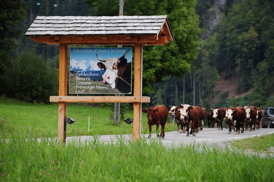 Each Year End May Cows Leave Editorial Stock Photo - Stock Image ...