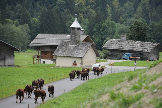 Each Year End May Cows Leave Editorial Stock Photo - Stock Image ...