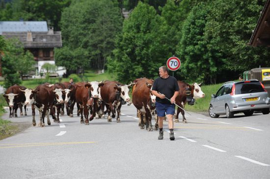 Each Year End May Cows Leave Editorial Stock Photo - Stock Image ...