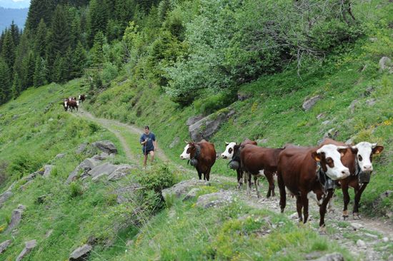 Each Year End May Cows Leave Editorial Stock Photo - Stock Image ...