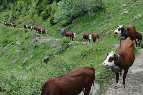 Each Year End May Cows Leave Editorial Stock Photo - Stock Image ...