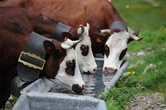 Each Year End May Cows Leave Editorial Stock Photo - Stock Image ...