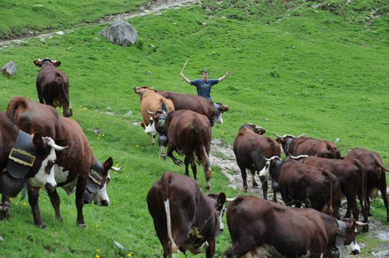 Each Year End May Cows Leave Editorial Stock Photo - Stock Image ...