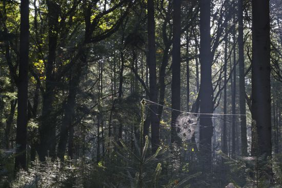 Spiders Web Common Beech Fagus Sylvatica Editorial Stock Photo - Stock ...