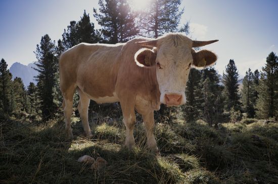 Cow Sella Pass Selva Di Val Editorial Stock Photo - Stock Image ...