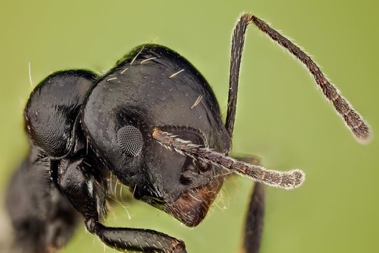 High Magnification Shot Ant Shows How Editorial Stock Photo - Stock ...