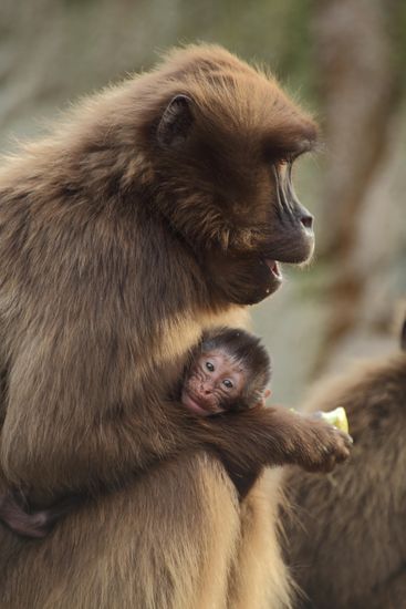 Mother Gelada Baboon Theropithecus Gelada Holding Editorial Stock Photo ...