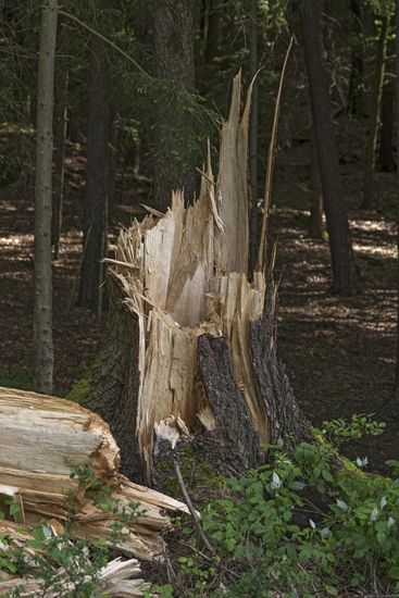 Splintered Tree Trunk Due Storm Bavaria Editorial Stock Photo - Stock ...