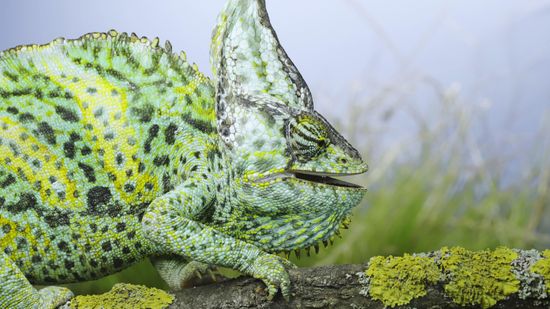Aggressive Behavior Adult Chameleon Sits On Editorial Stock Photo ...