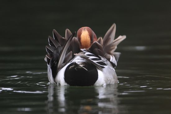 Wigeon Mareca Peneolope Male Swimming Behind Editorial Stock Photo ...