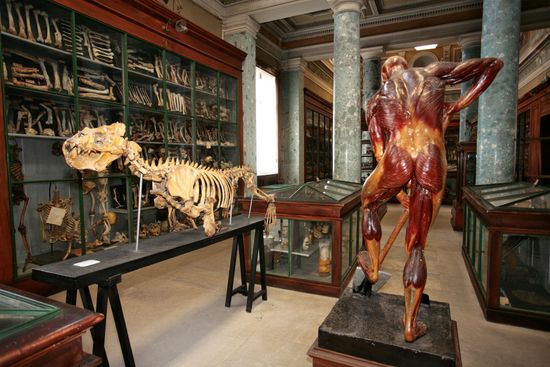 Plaster Cast Skinless Body On Display Editorial Stock Photo - Stock ...