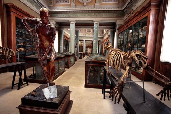 Plaster Cast Skinless Body On Display Editorial Stock Photo - Stock ...