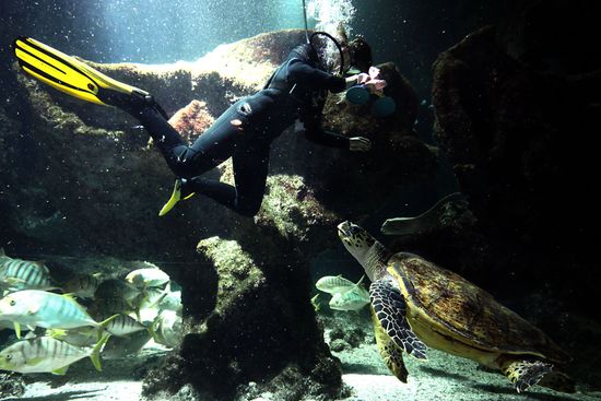 Exclusive Aquarium La Rochelle Rehabilitates Sharks Editorial Stock ...