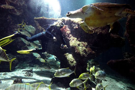Exclusive Aquarium La Rochelle Rehabilitates Sharks Editorial Stock ...