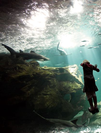 Exclusive Atmosphere During European Week Sharks Editorial Stock Photo ...