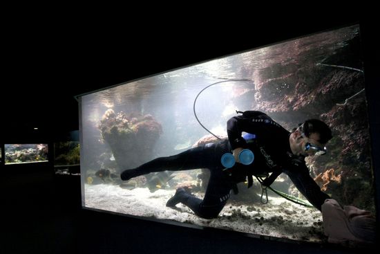 Exclusive Aquarium La Rochelle Rehabilitates Sharks Editorial Stock ...