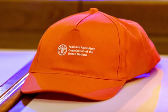 Fao Hat Seen During Yunga School Editorial Stock Photo - Stock Image ...