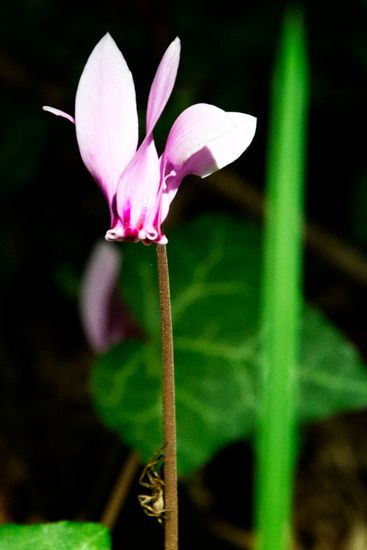 Wild Cyclamen Cyclamen Hederifolium Grown Mountains Editorial Stock ...