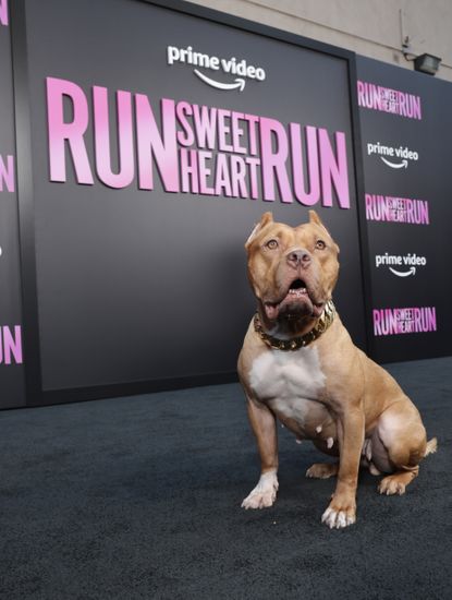 Sayuri Aka Brandy Pit Bull Editorial Stock Photo - Stock Image ...