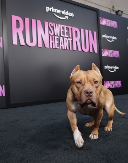Sayuri Aka Brandy Pit Bull Editorial Stock Photo - Stock Image ...