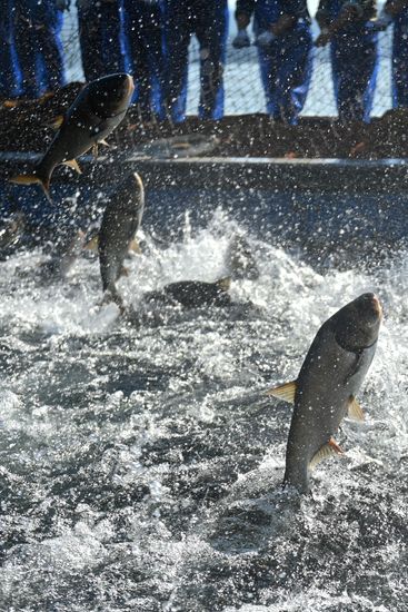 Fishermen Catch Fish Cooperation Using Huge Editorial Stock Photo ...