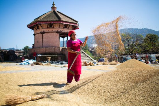 Woman Winnow Chaff Unhusked Rice After Editorial Stock Photo - Stock ...