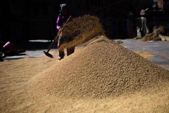 Woman Winnow Chaff Unhusked Rice After Editorial Stock Photo - Stock ...