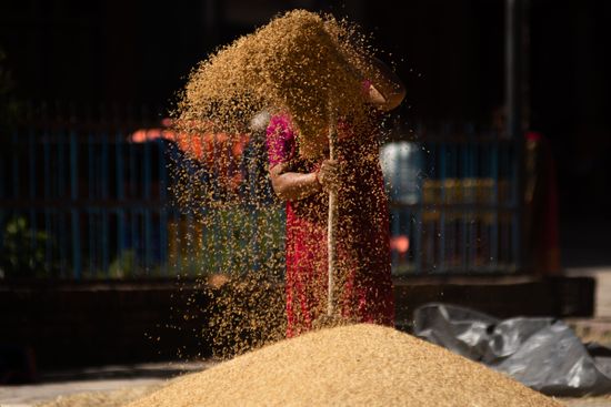Woman Winnow Chaff Unhusked Rice After Editorial Stock Photo - Stock ...