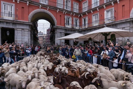 Transhumant Herd Goats Sheep Plaza Mayor Editorial Stock Photo - Stock ...