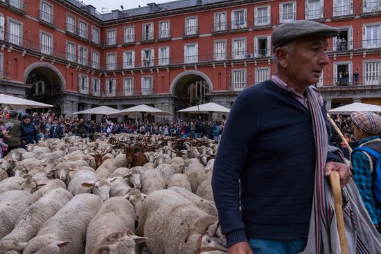 Shepherds Guide Sheep Plaza Mayor First Editorial Stock Photo - Stock ...