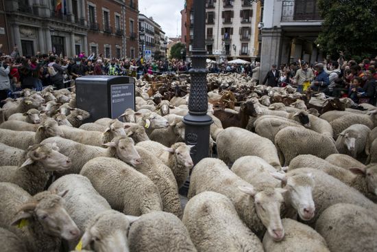 Part Flock Sheep Stops During Transhumance Editorial Stock Photo ...