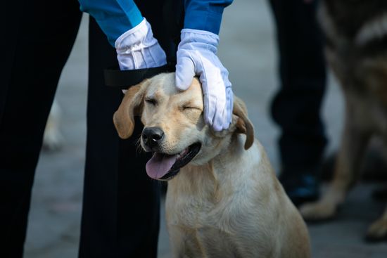 Nepalese Police Force Dog Seen Before Editorial Stock Photo - Stock ...