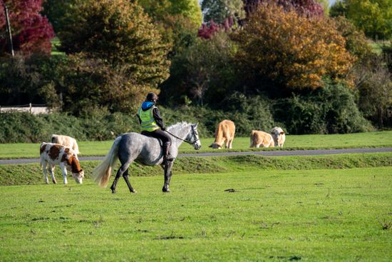 Horse Riders Pass Cattle Out Grazing Editorial Stock Photo - Stock ...