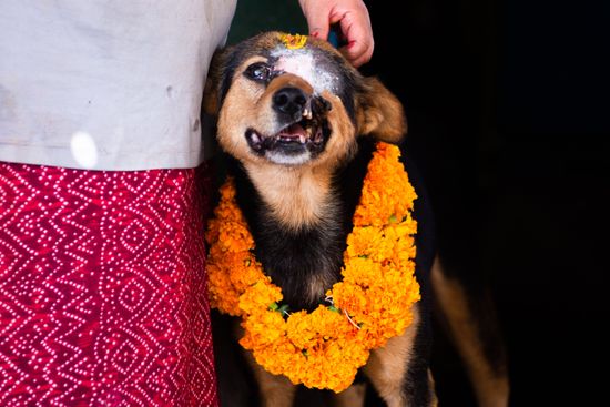 Nepalese People Worship Street Dogs Occasion Editorial Stock Photo ...